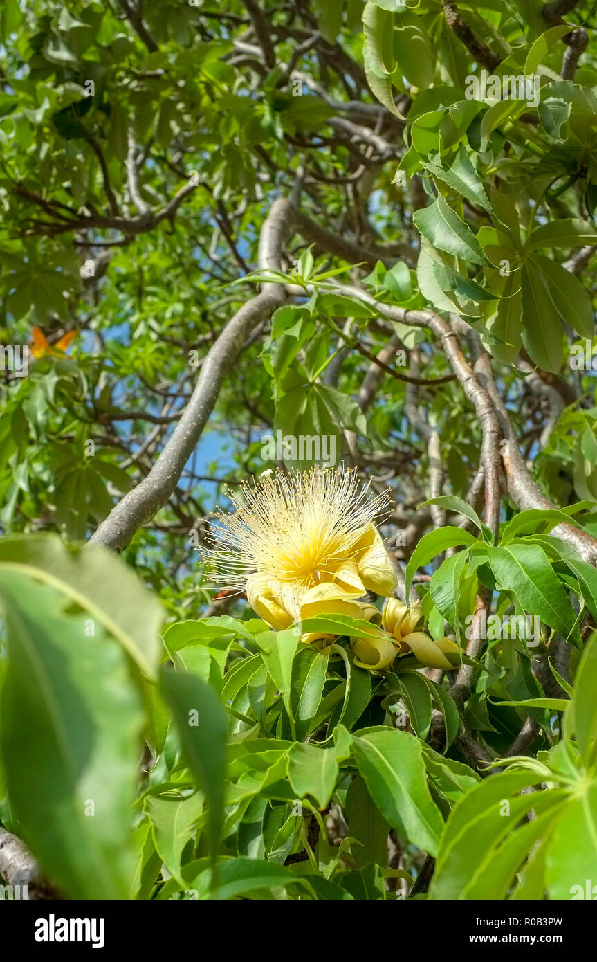 Boab tree flower hi-res stock photography and images - Alamy