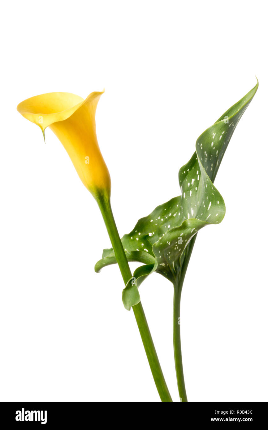 Single yellow calla flower isolated on white background Stock Photo - Alamy