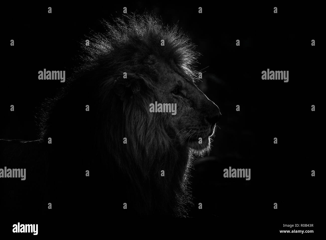 Lion head back and white Black and White Stock Photos & Images - Alamy