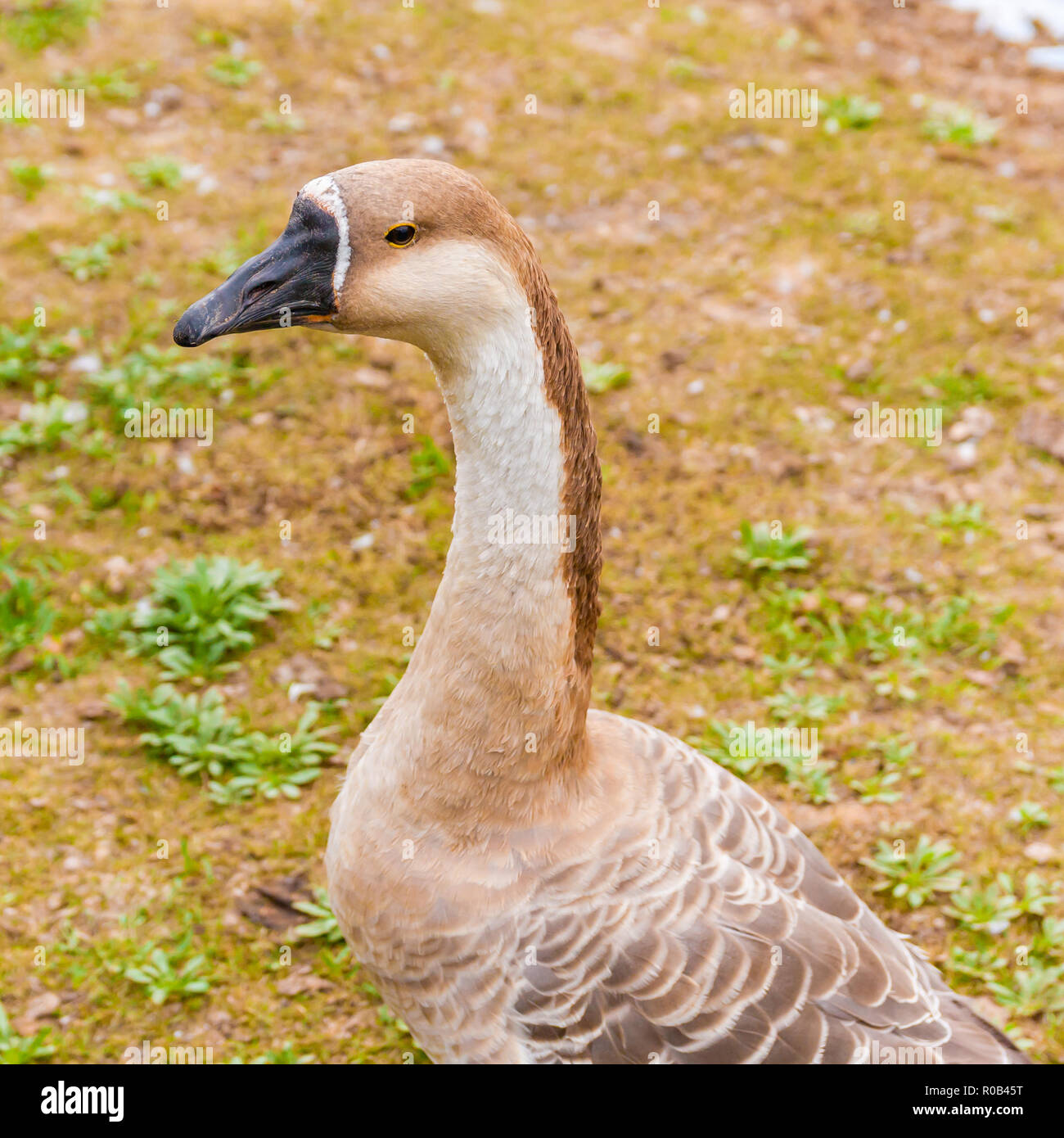 Goose walks around the yard of the farm Stock Photo - Alamy