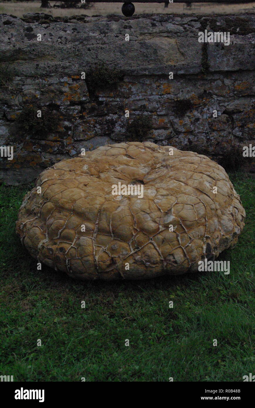 Puddingstone hi-res stock photography and images - Alamy
