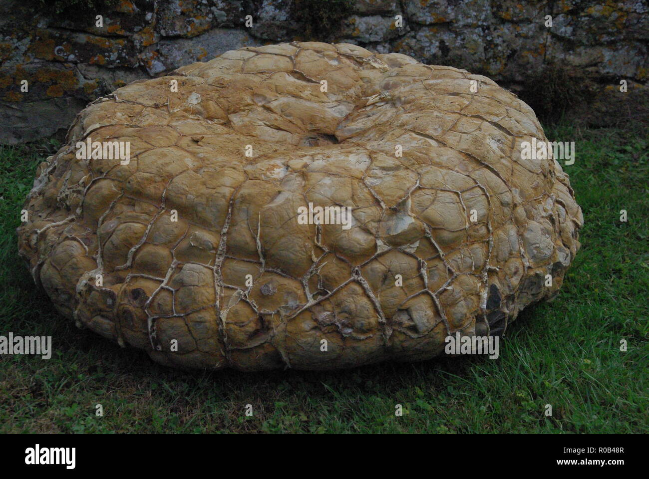 Puddingstone Found in Dorset Stock Photo - Alamy