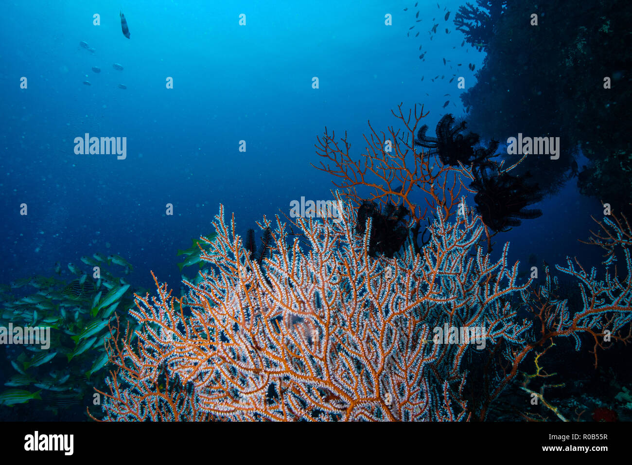 Melithaea Splendens Corals Maldives Stock Photo - Alamy
