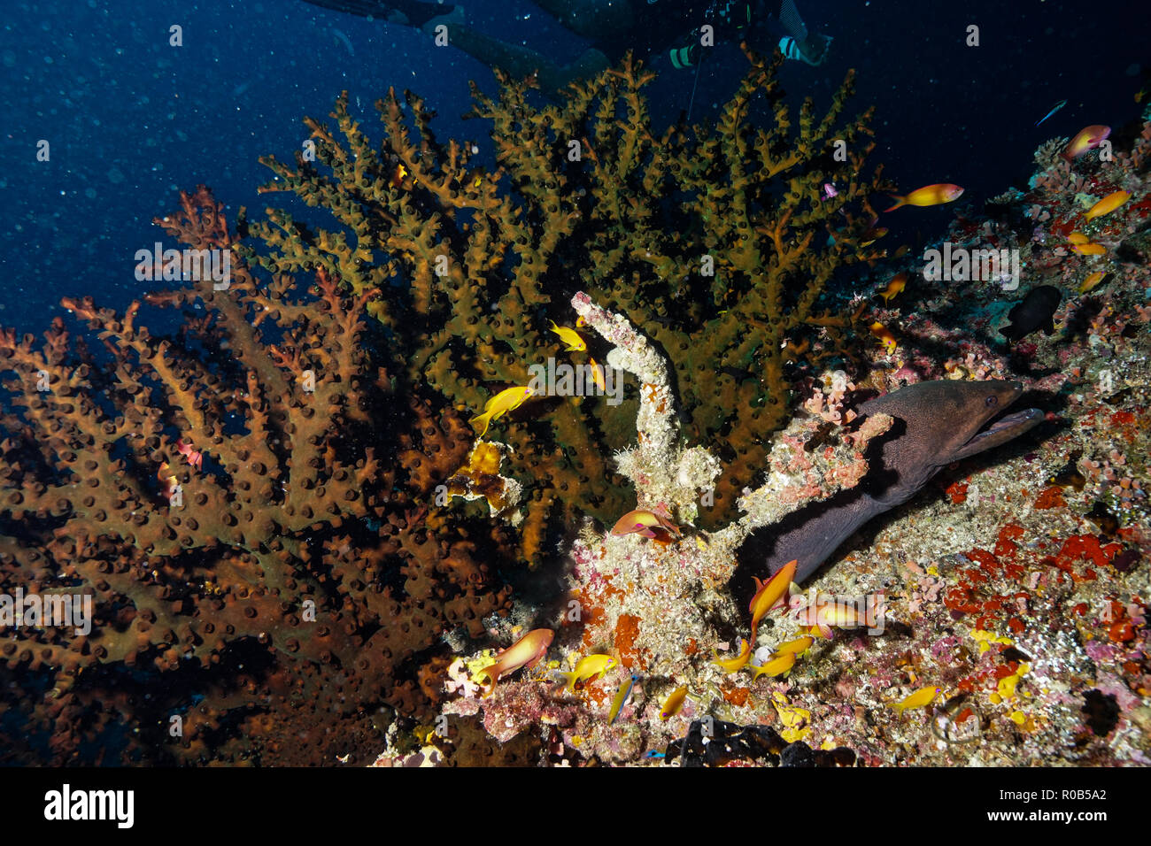 Moray Eel at the Maldives Stock Photo - Alamy