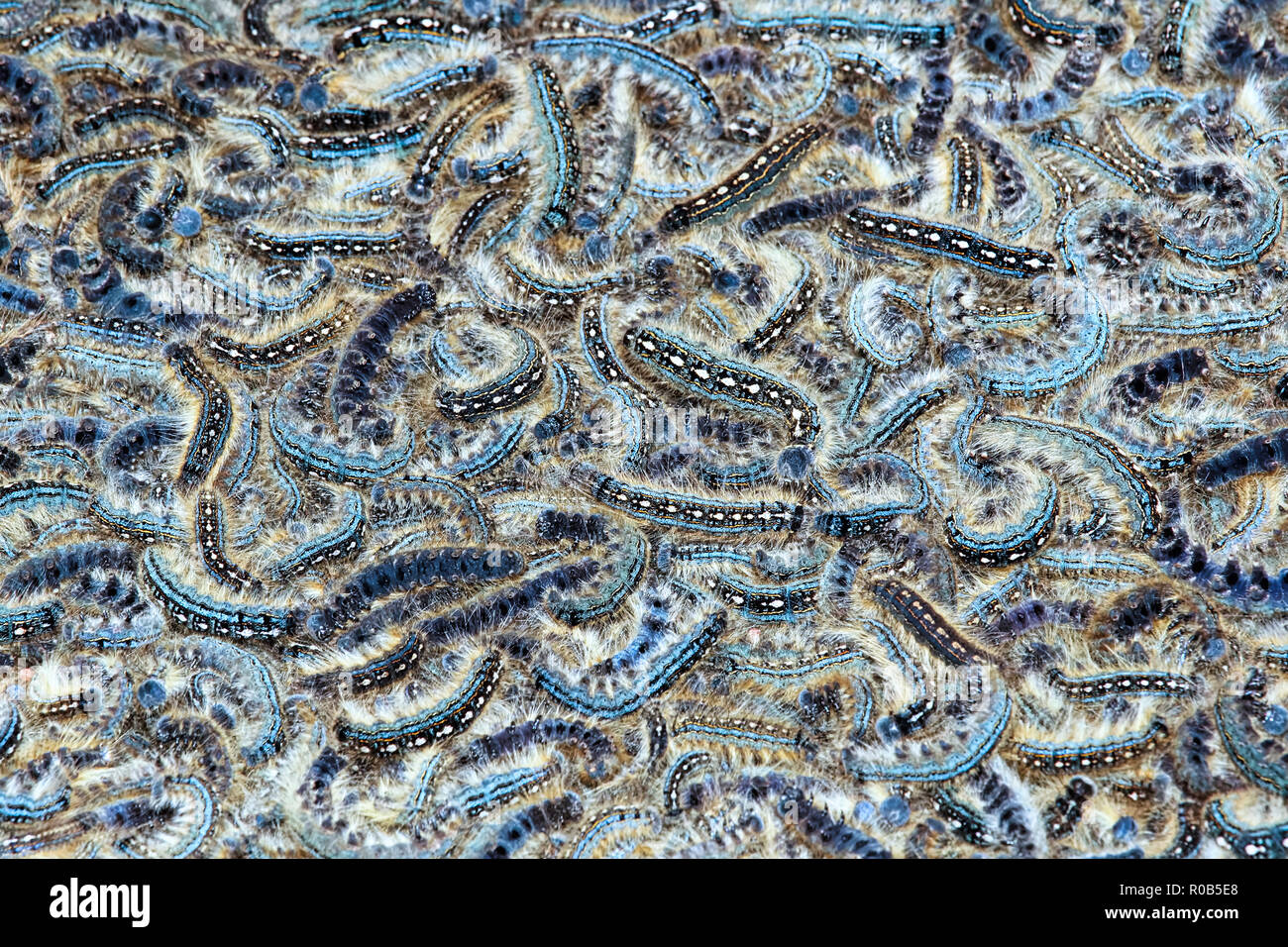 Bacillus thuringiensis hi-res stock photography and images - Alamy