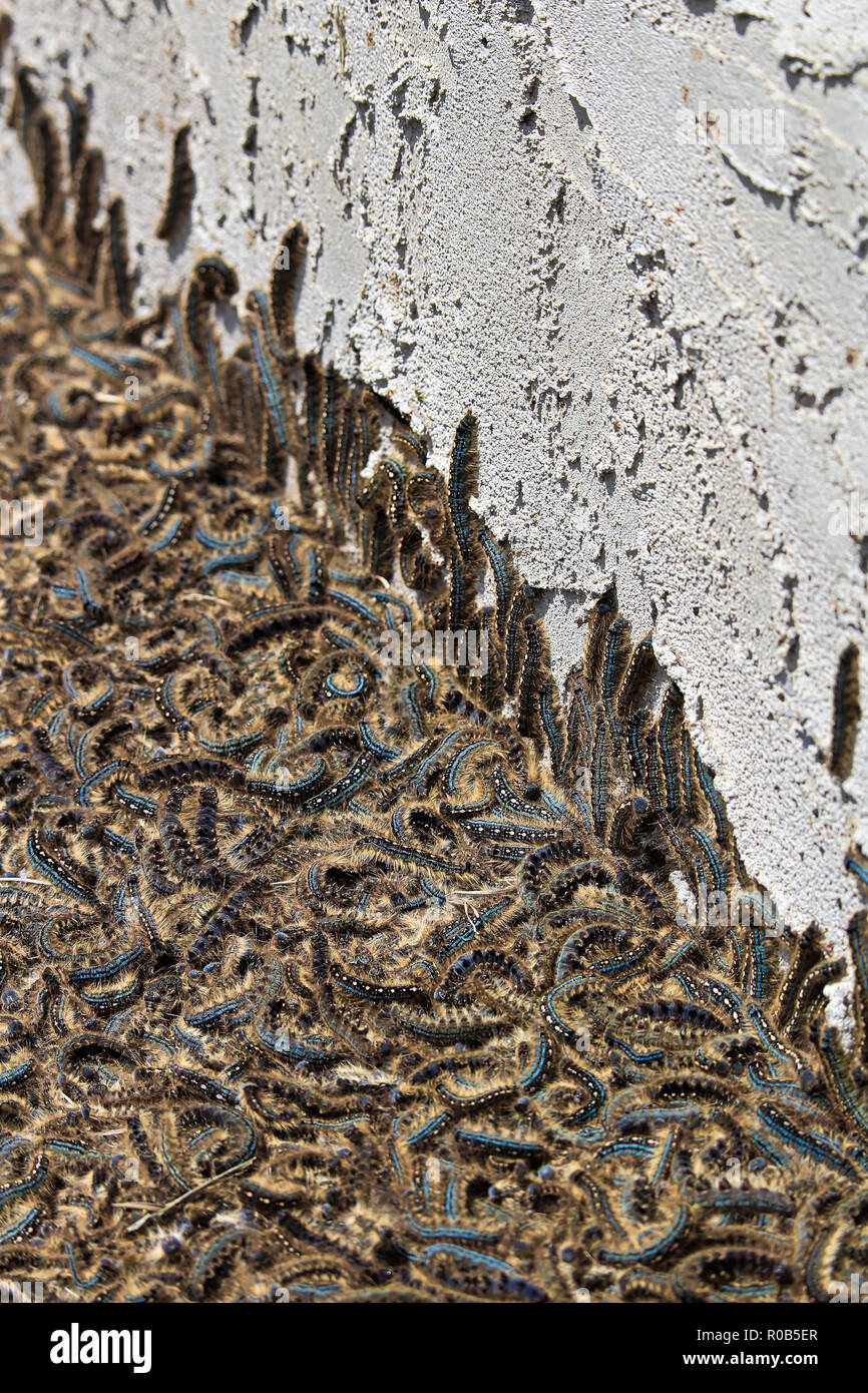 Bacillus thuringiensis hi-res stock photography and images - Alamy