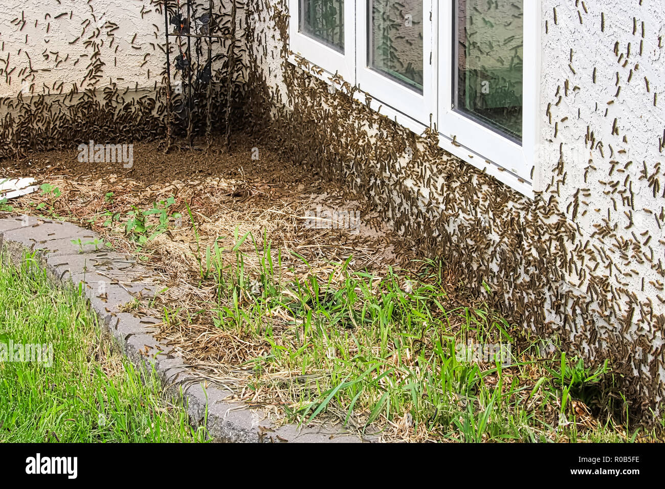 Forest tent caterpillar moth malacosoma disstria hi-res stock ...