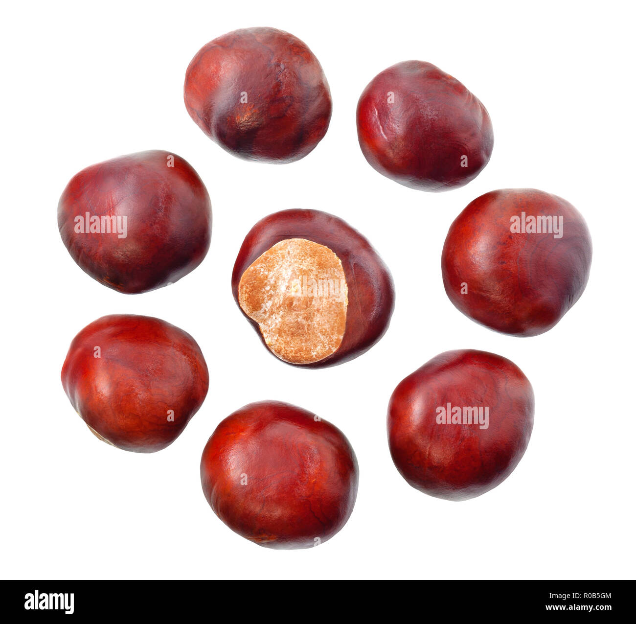 Chestnut isolated on white background Stock Photo - Alamy