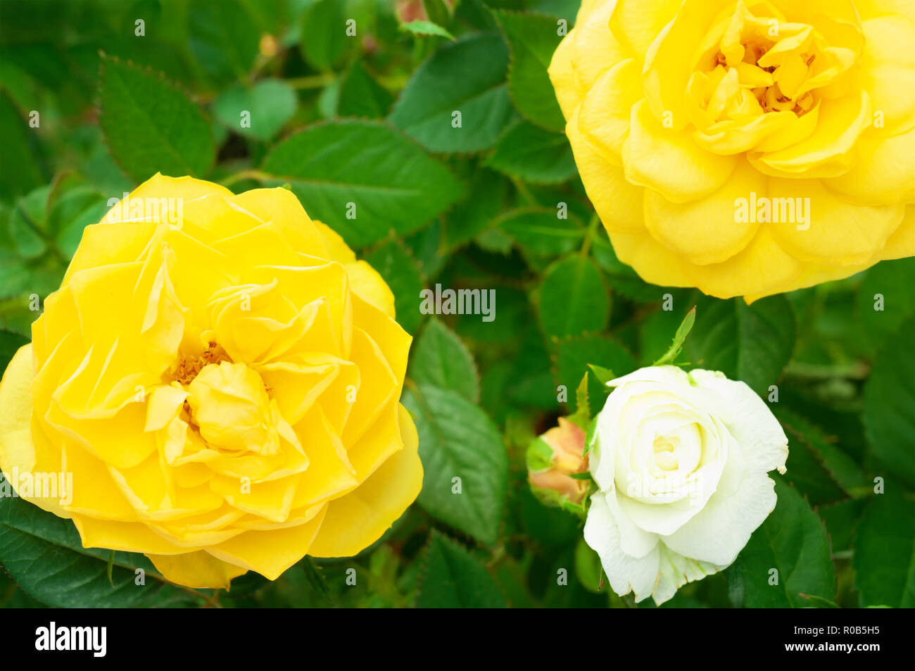 Yellow rose top view Stock Photo - Alamy
