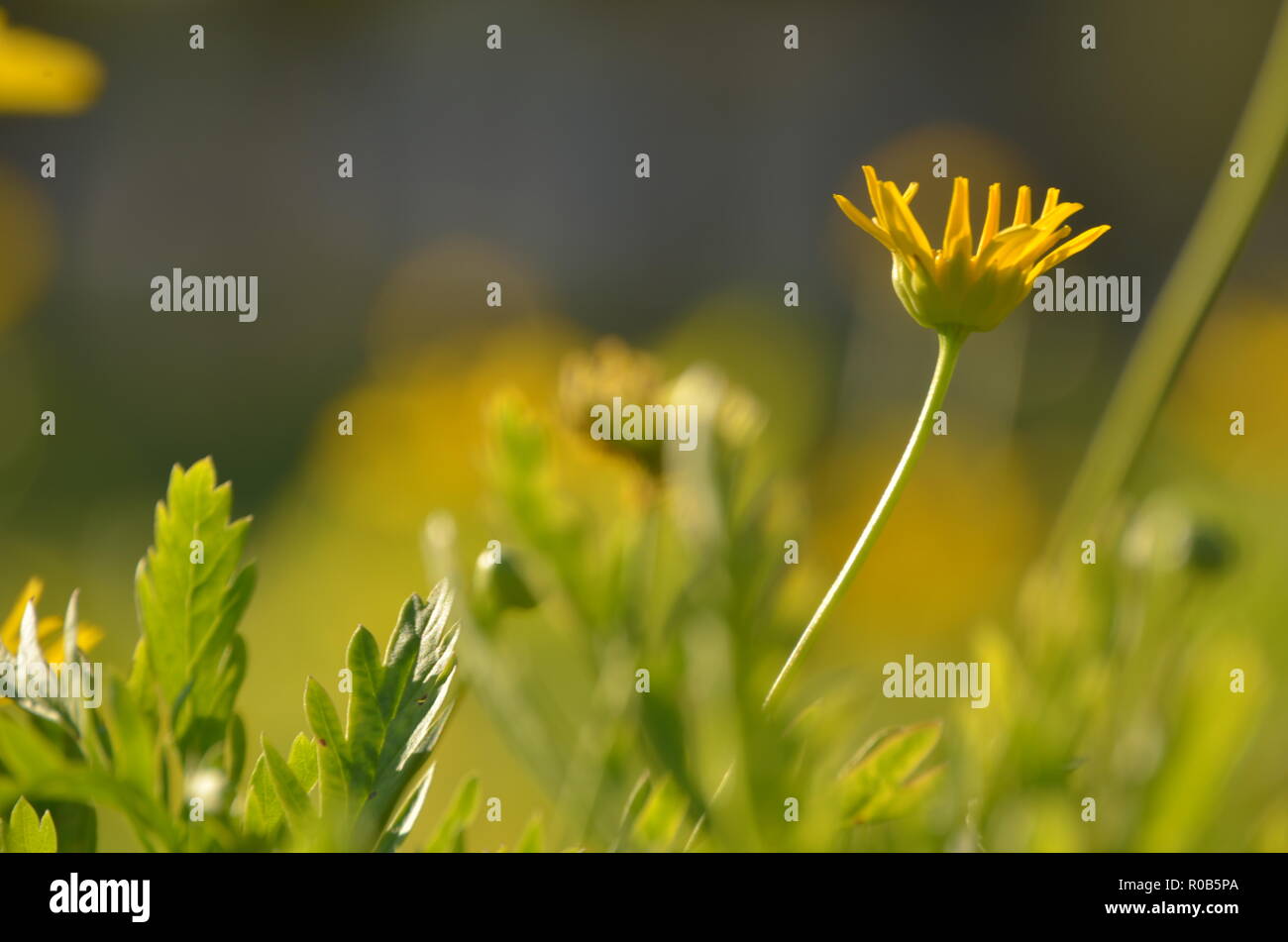 Nature in its maximum splendor. Landscapes, birds, flowers and gardens ...