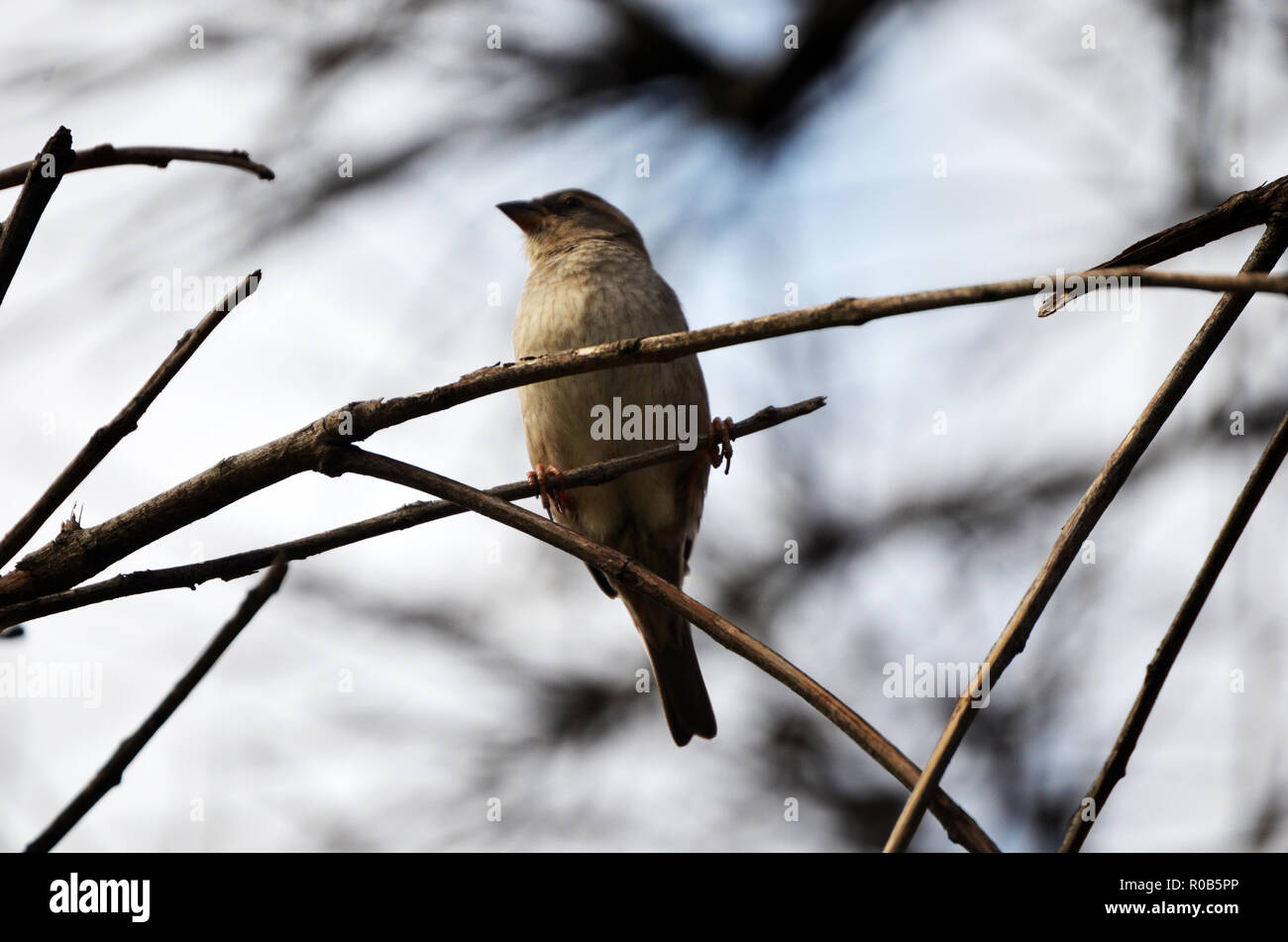 Nature in its maximum splendor. Landscapes, birds, flowers and gardens ...
