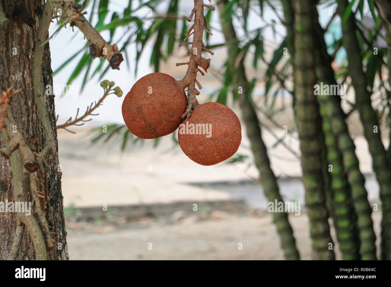 Shorea fruit hi-res stock photography and images - Alamy