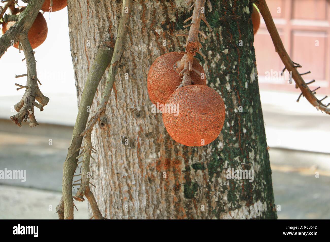 Shorea fruit hi-res stock photography and images - Alamy
