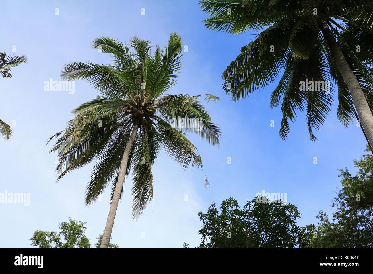 coconut tree bottom view Stock Photo - Alamy