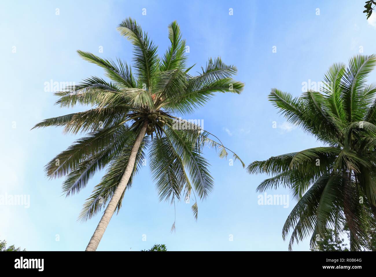 coconut tree bottom view Stock Photo - Alamy