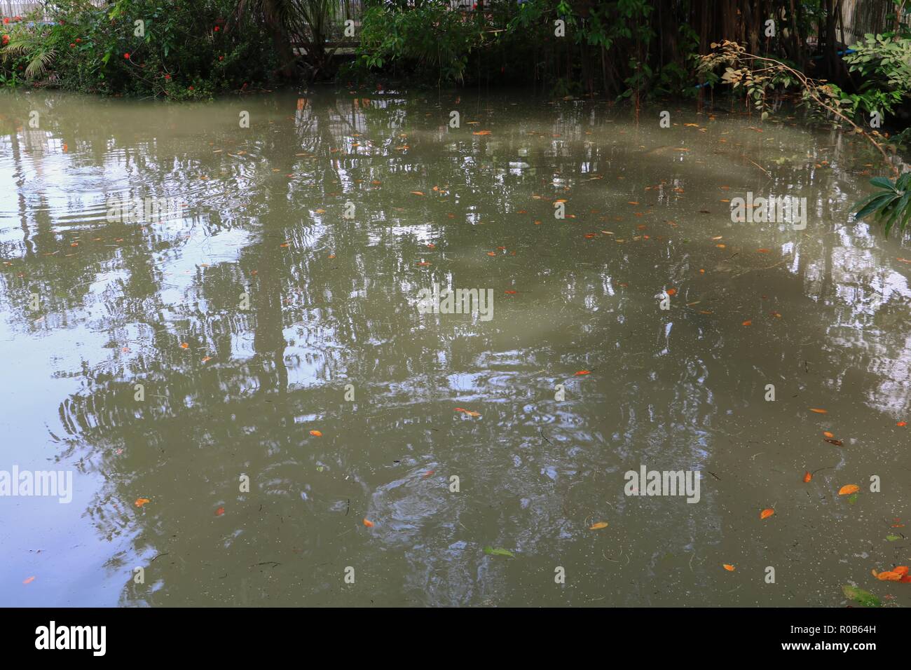 tree shadow reflex in river beautiful nature Stock Photo - Alamy