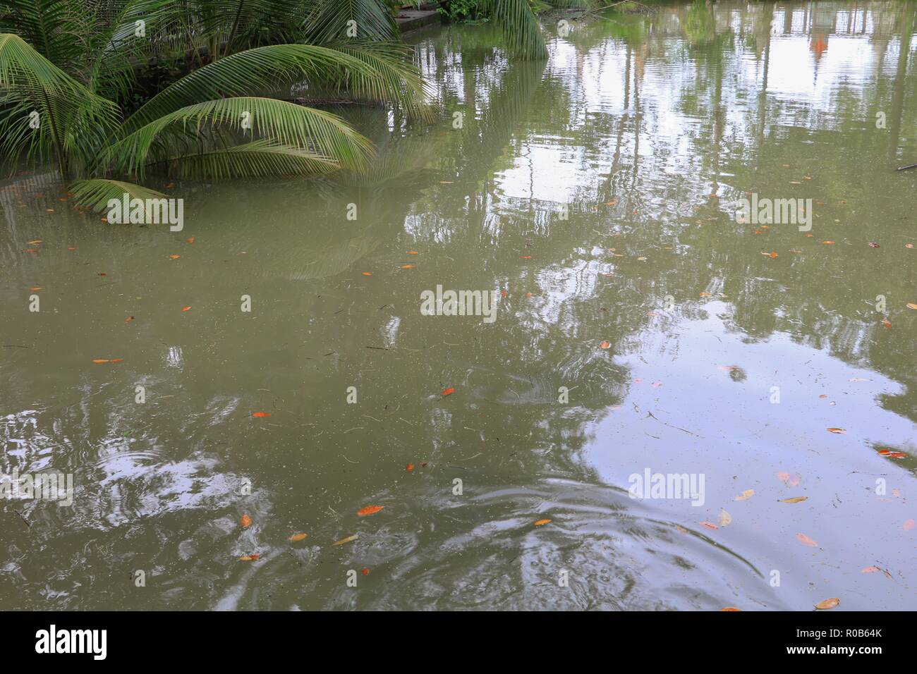 tree shadow reflex in river beautiful nature Stock Photo - Alamy