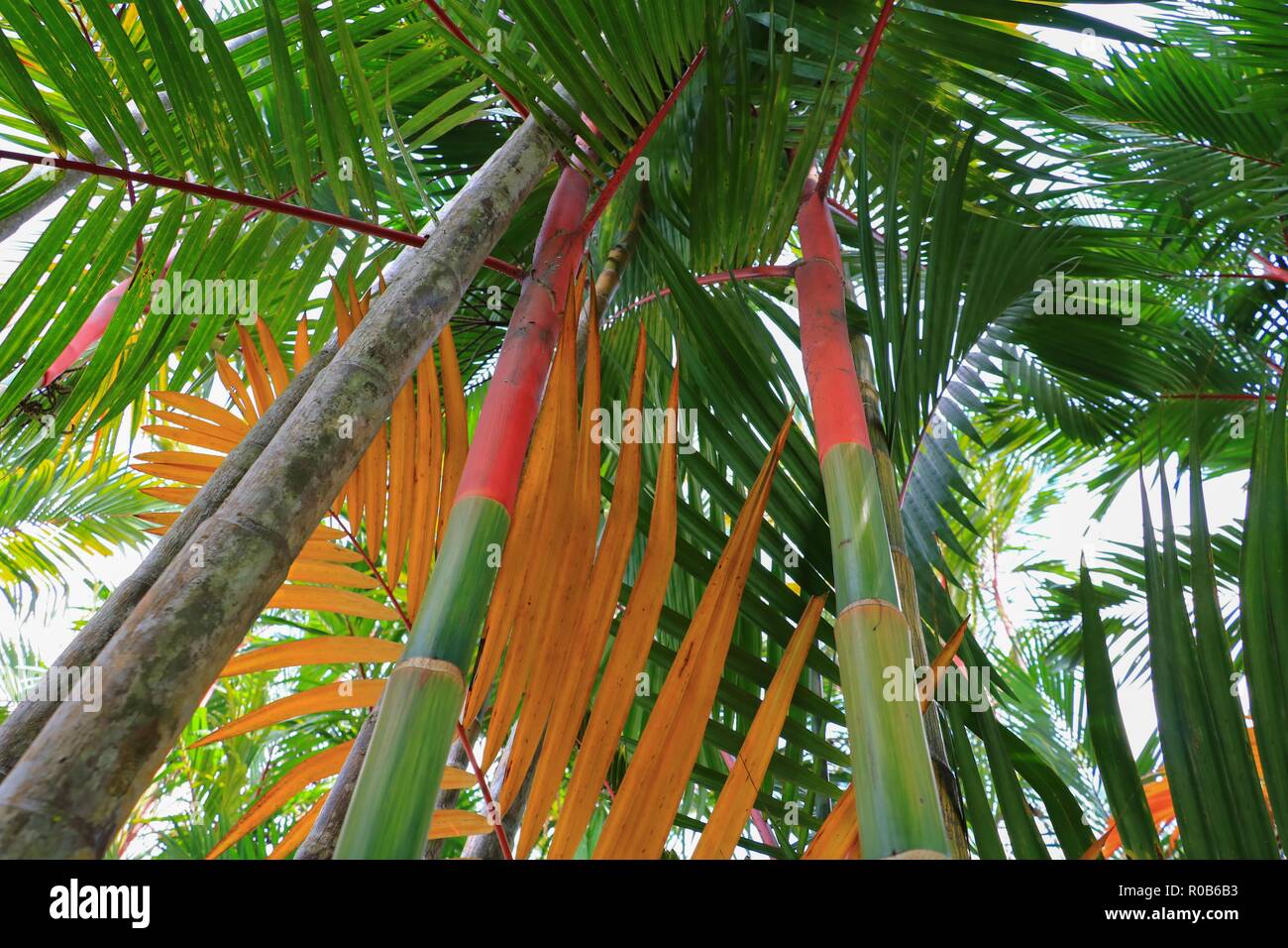 Bamboo palm hi-res stock photography and images - Alamy