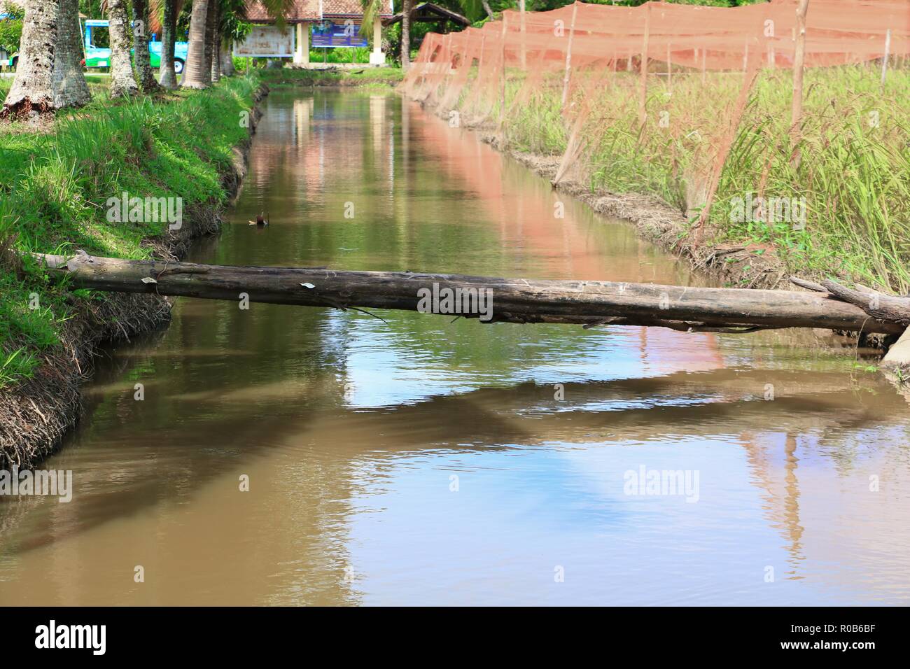 tree across Closeup river Stock Photo - Alamy
