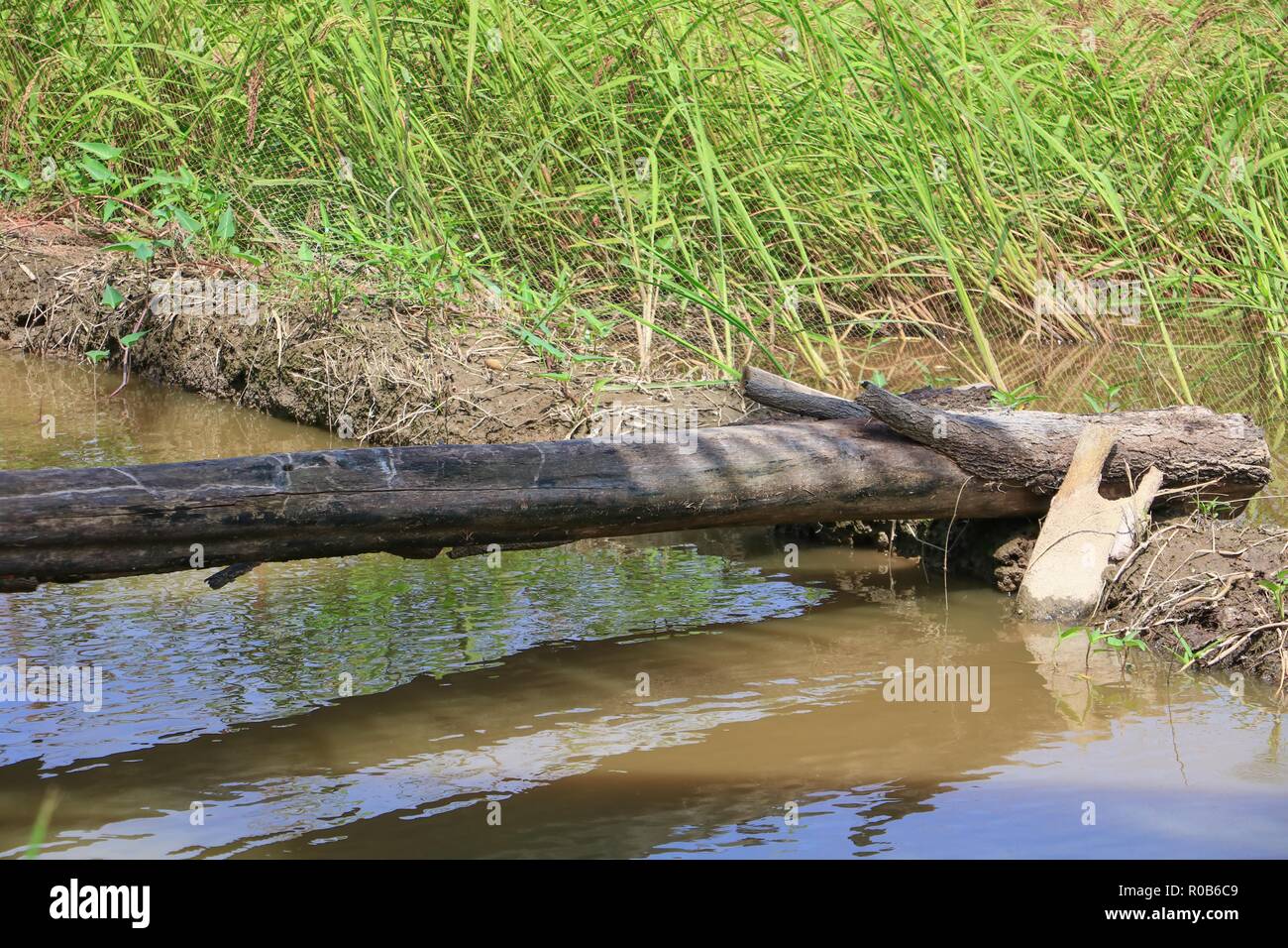tree across Closeup river Stock Photo - Alamy