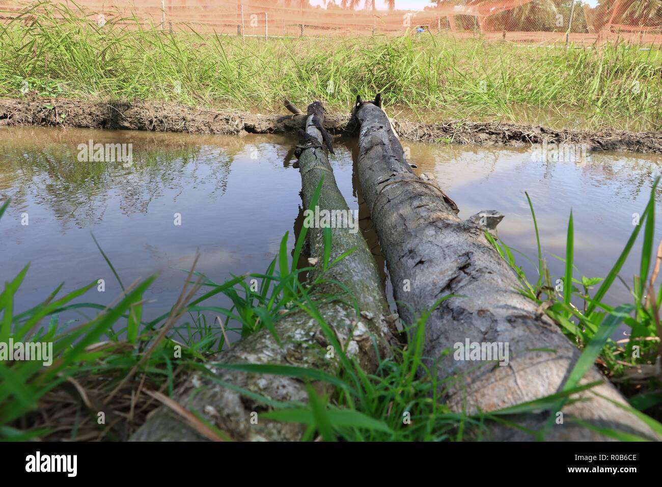 tree across Closeup river Stock Photo - Alamy