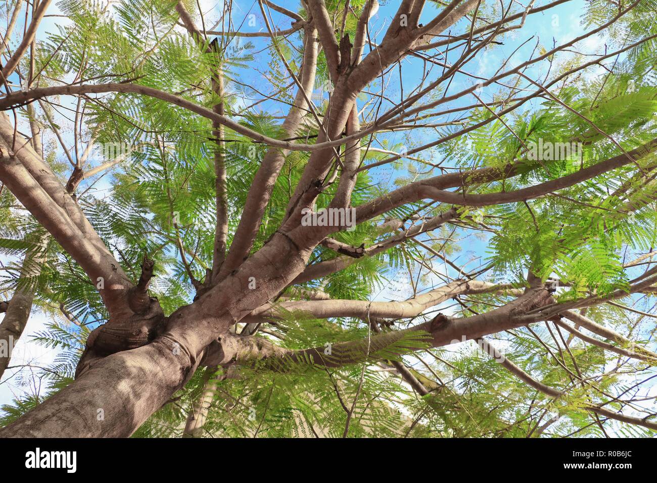 branch and leaf of tree beautiful in the forest on white background ...