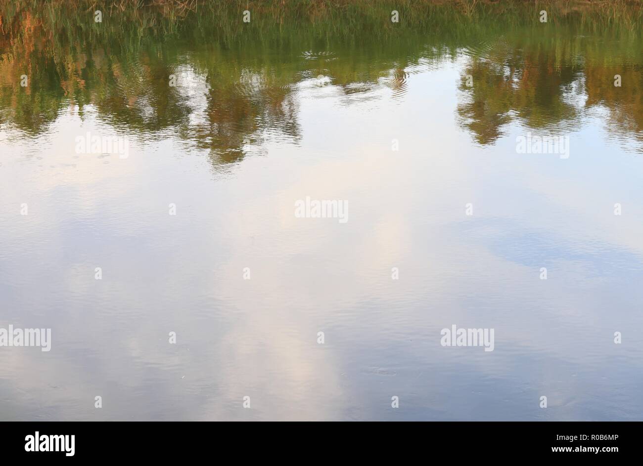 tree shadow reflex in river beautiful nature Stock Photo - Alamy
