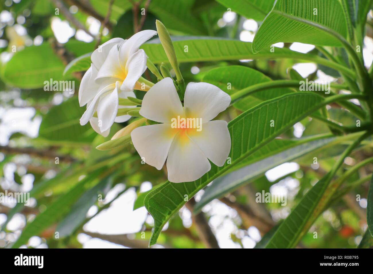 Plumeria flower white yellow beautiful on tree ( Common name pocynaceae ...