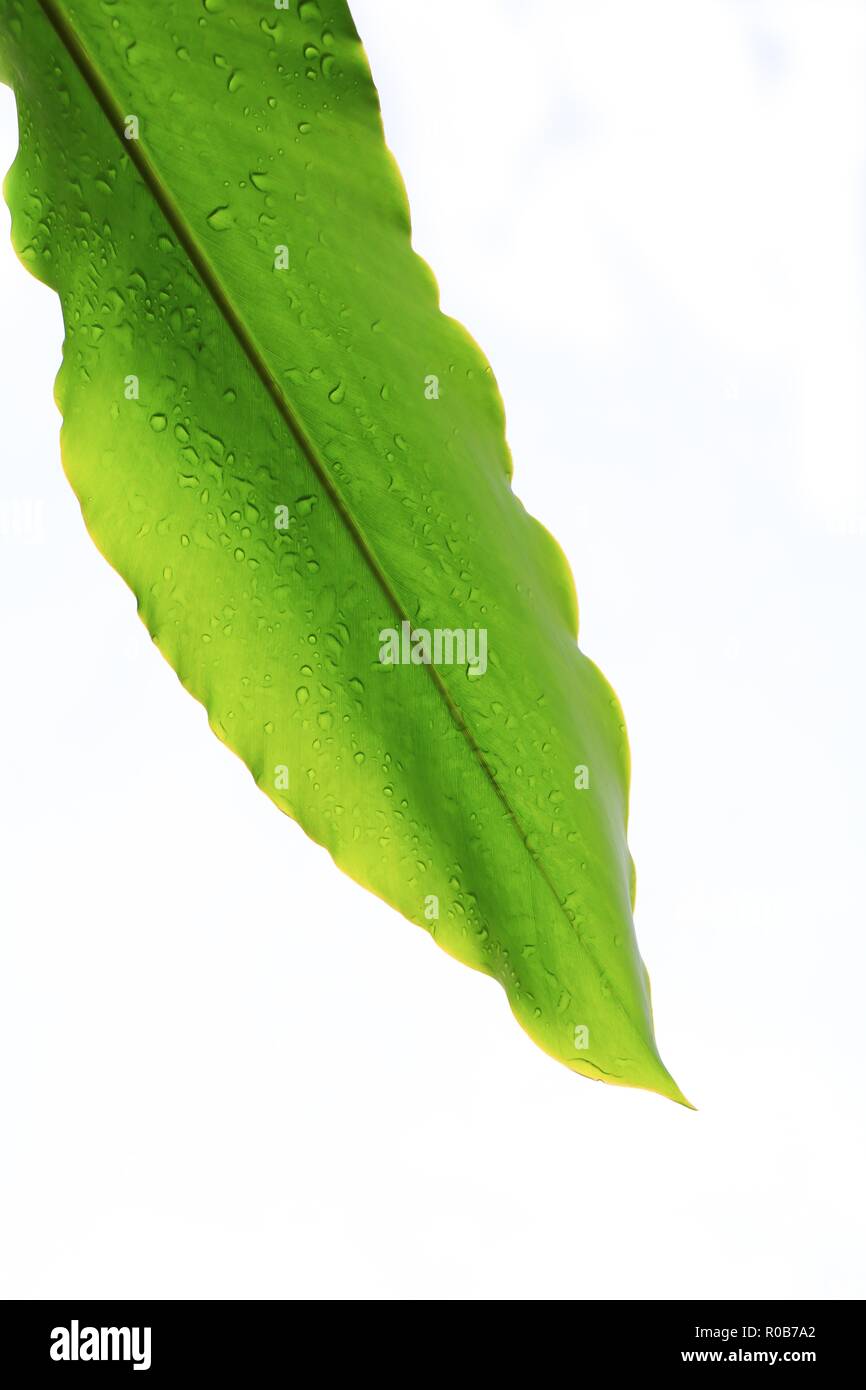 water drop on leaf tree beautiful in white background, bottom view ...