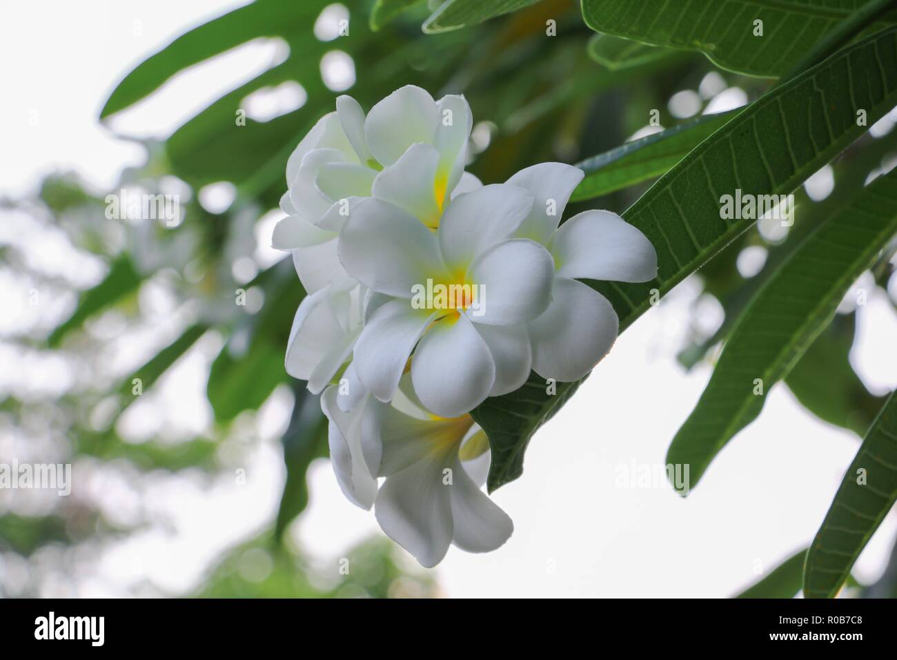 Plumeria flower white beautiful on tree ( Common name pocynaceae ...