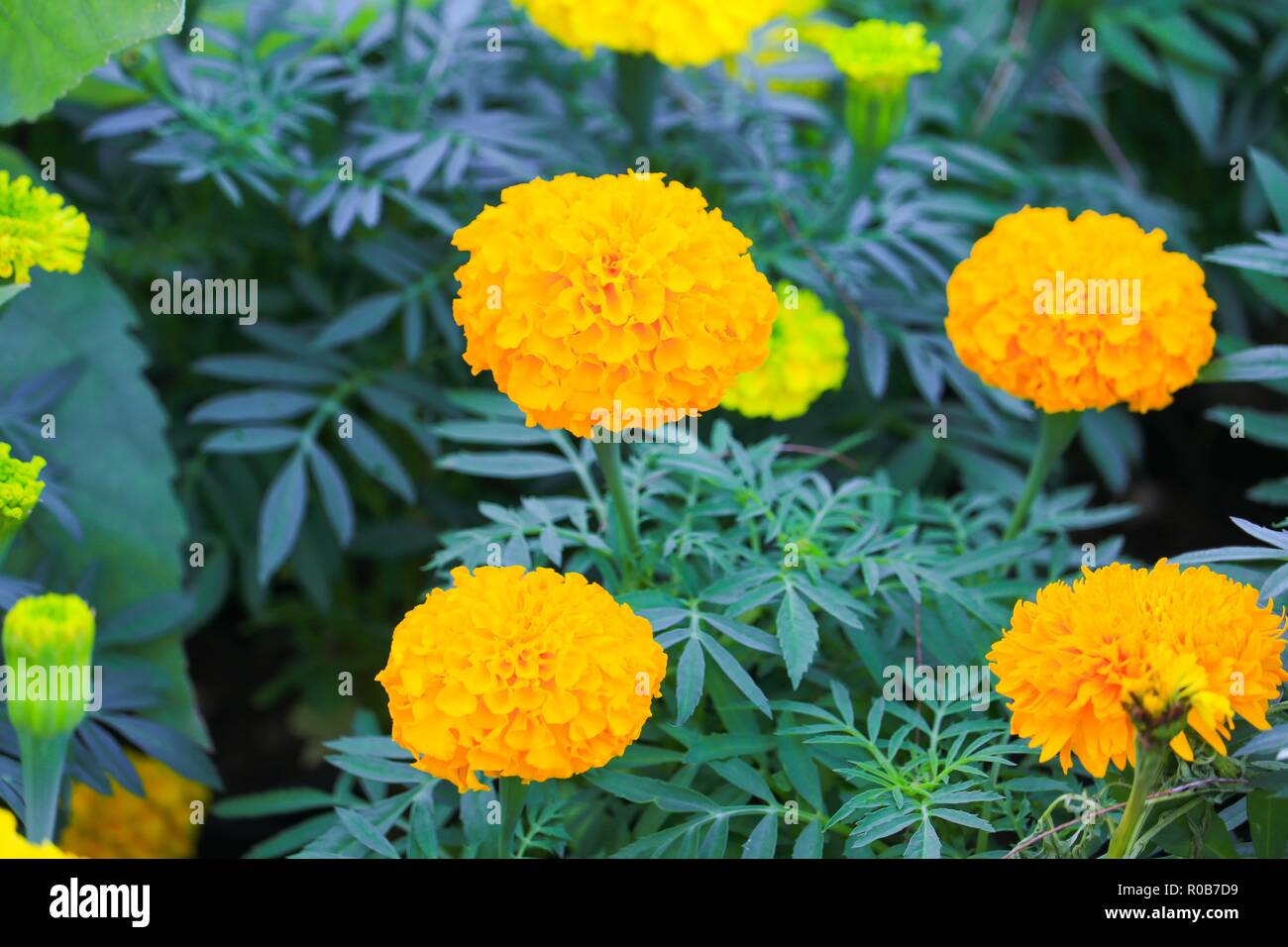 marigold yellow-orange flower blooming beautiful in garden (Tagetes ...