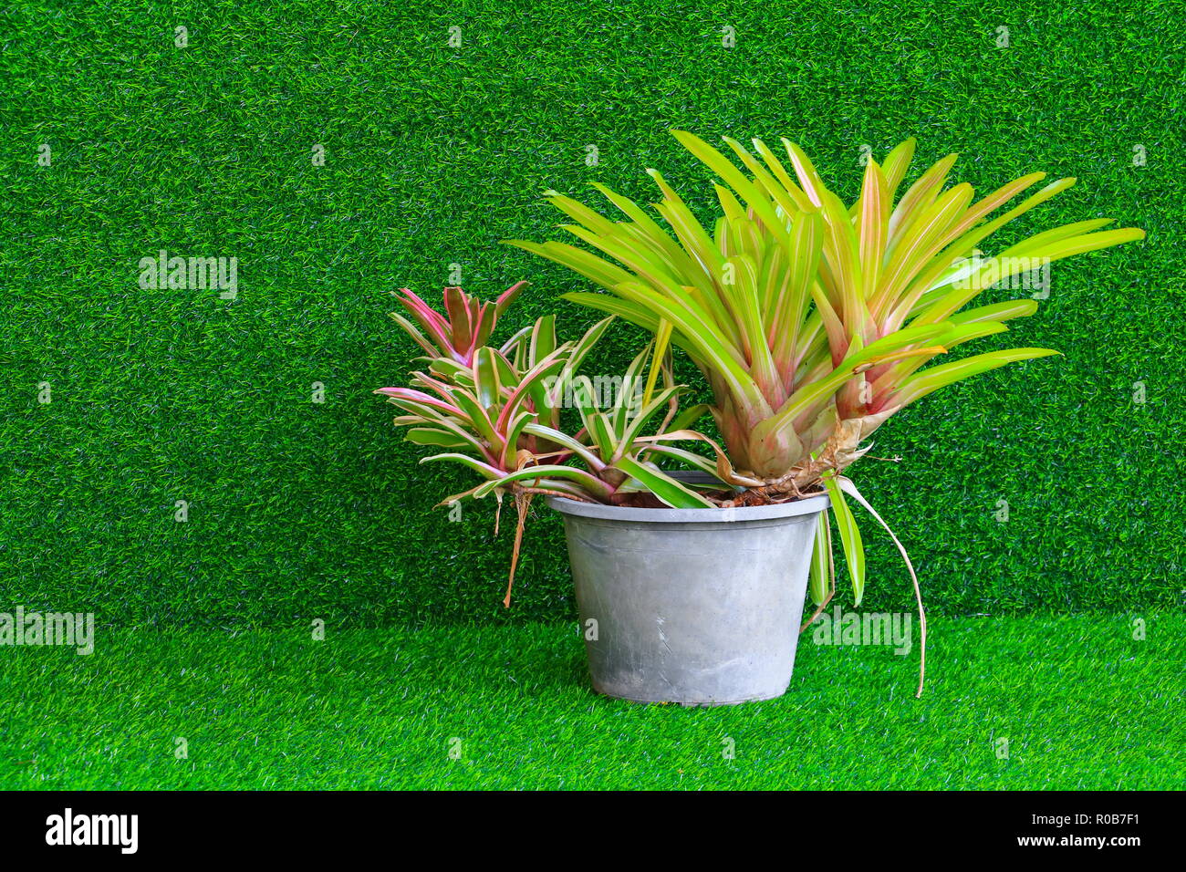 Bromelia red grass hi-res stock photography and images - Alamy