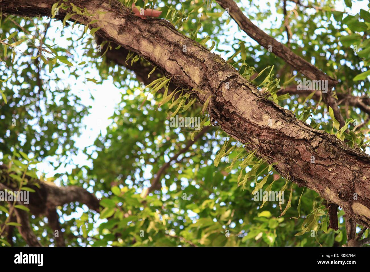 branch and leaf of tree beautiful in the forest on white background ...