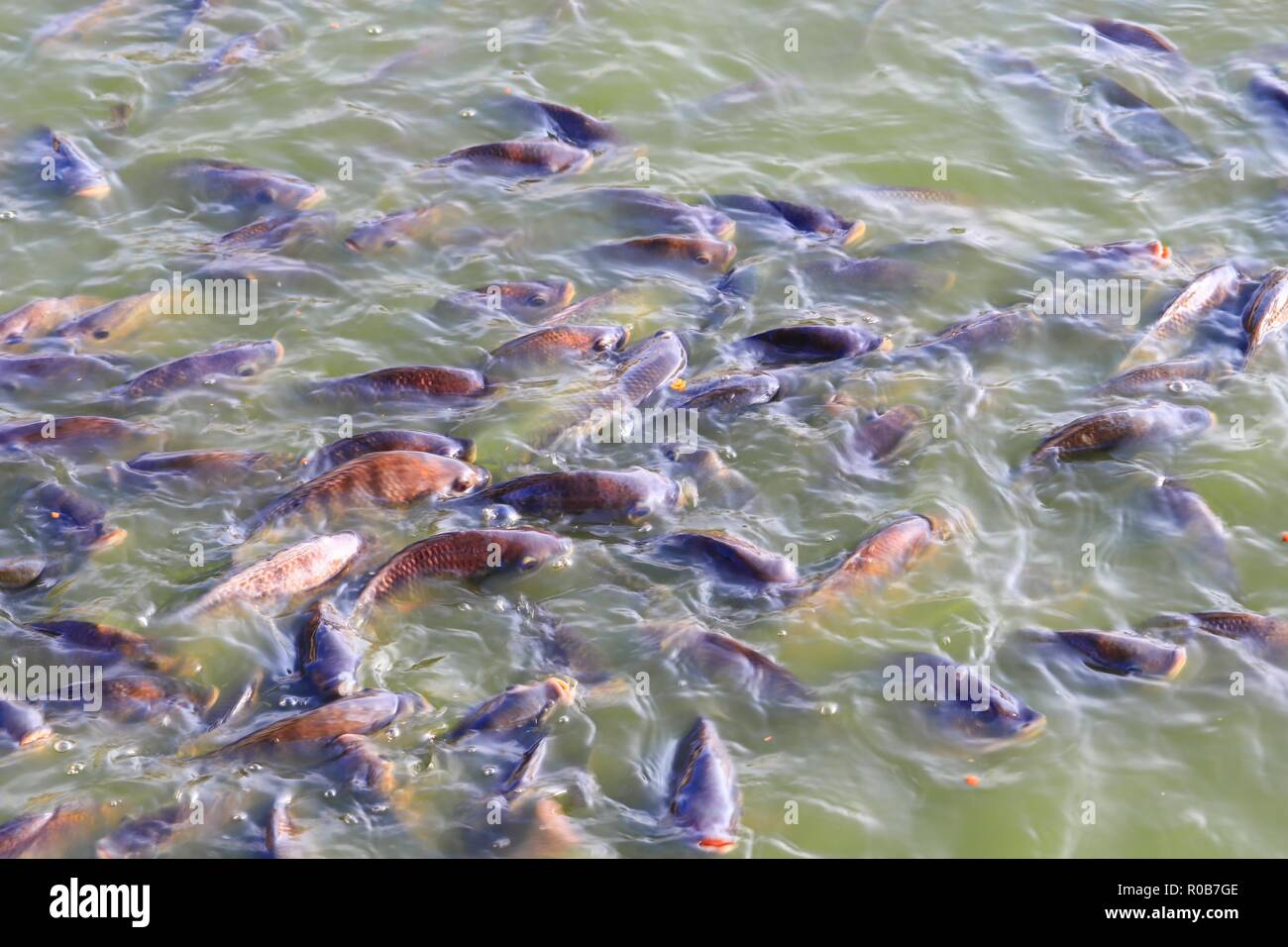 fish motion in the water Stock Photo - Alamy