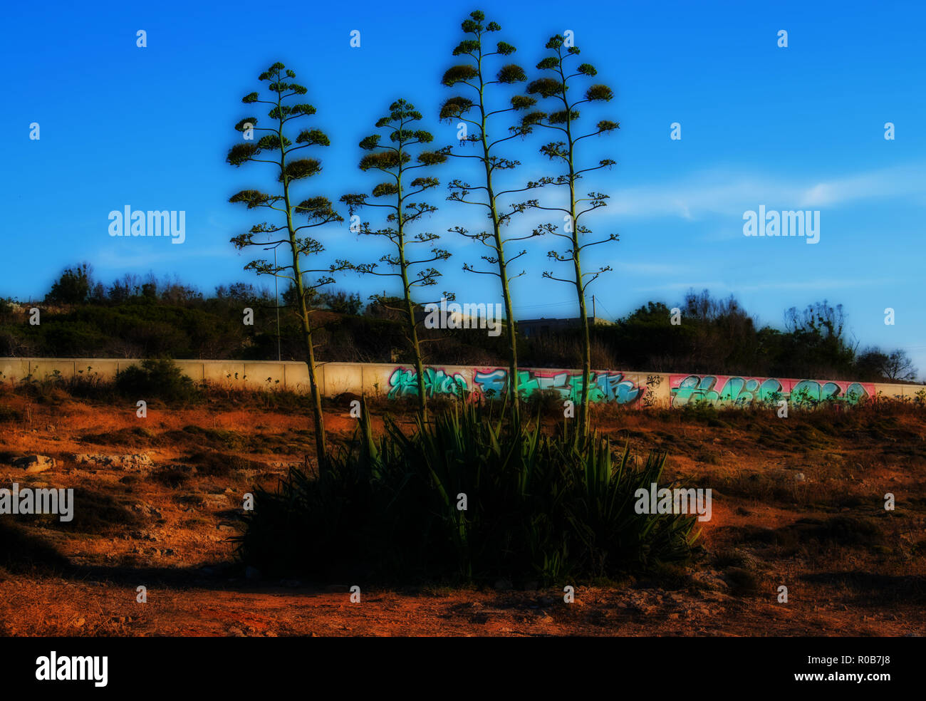 Four lonely trees featuring a series of graffiti at the background ...