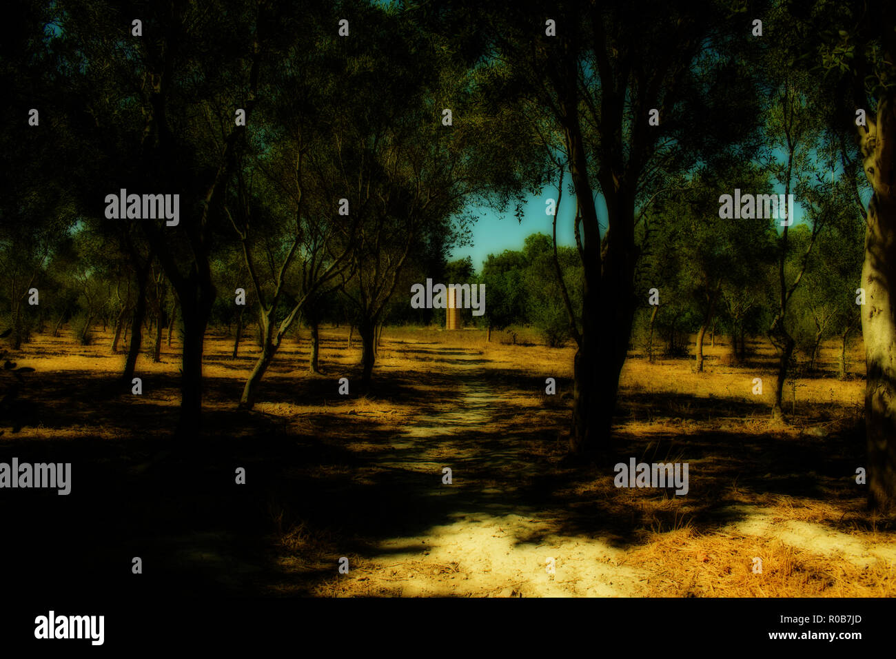 A landscape of a forest during sunset in Malta Stock Photo - Alamy