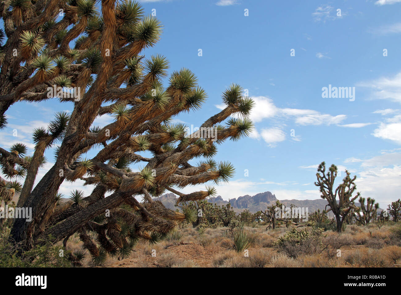 Joshua Trees in Dolan Springs, Arizona, USA Stock Photo - Alamy