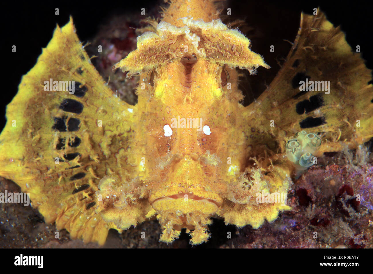 Yellow Weedy Scorpionfish (Rhinopias frondosa) from Front. Anilao ...