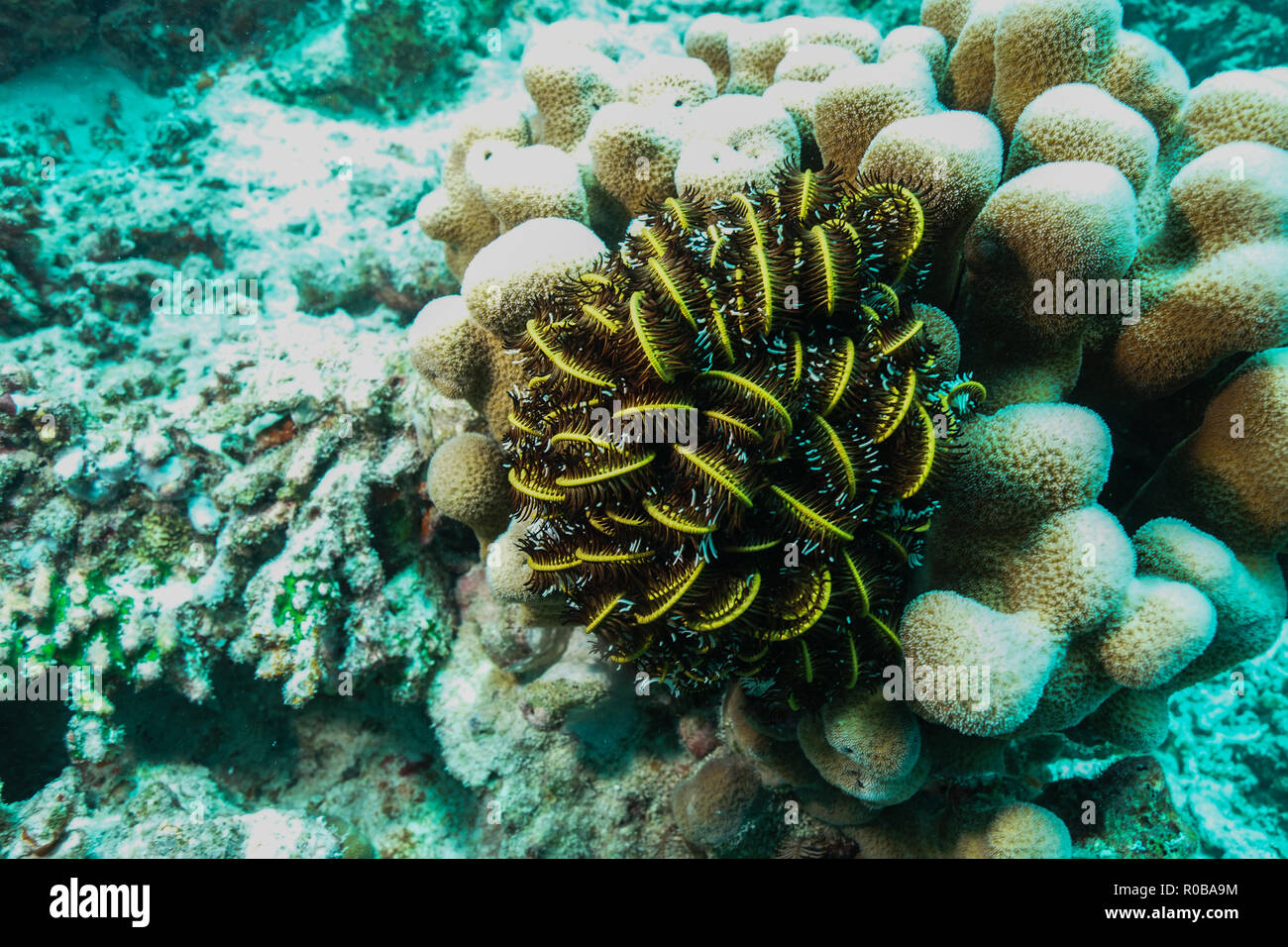 Feather Starfish at the Maldives Stock Photo - Alamy