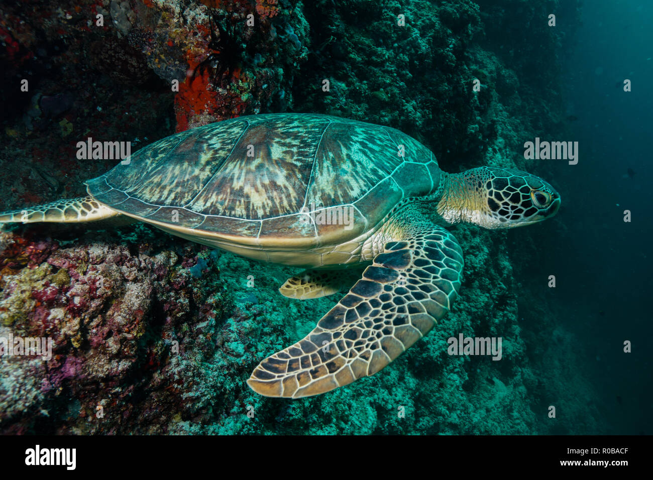 Green sea turtle, Maldives Stock Photo - Alamy