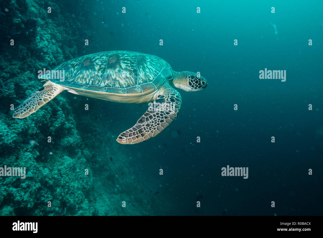 Green sea turtle, Maldives Stock Photo - Alamy