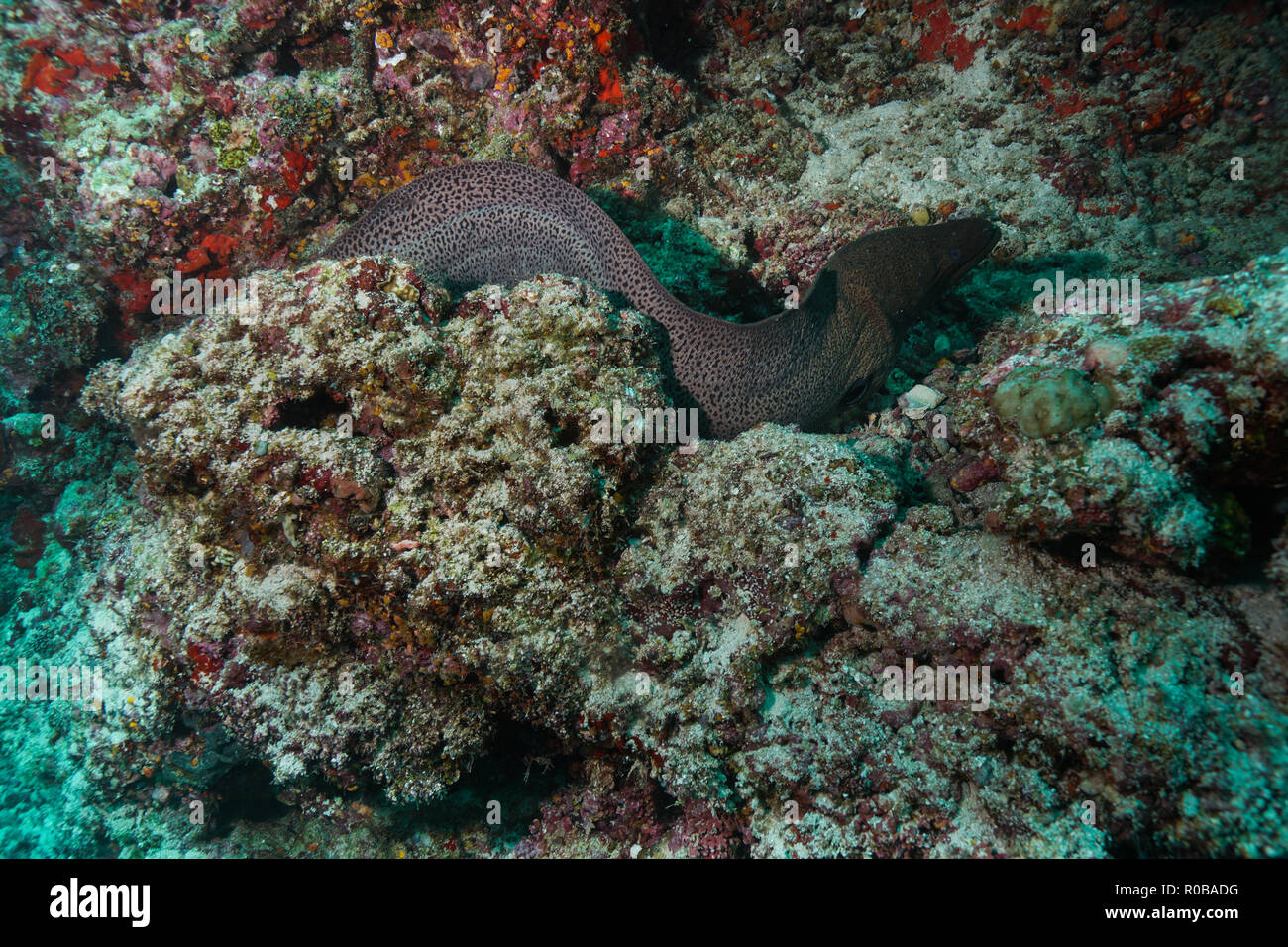 Moray Eel at the Maldives Stock Photo - Alamy