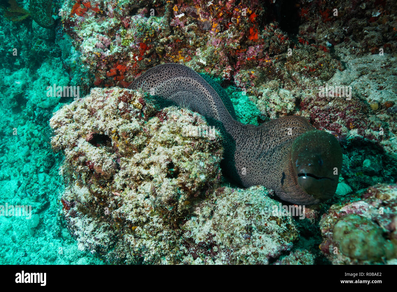 Moray Eel at the Maldives Stock Photo - Alamy