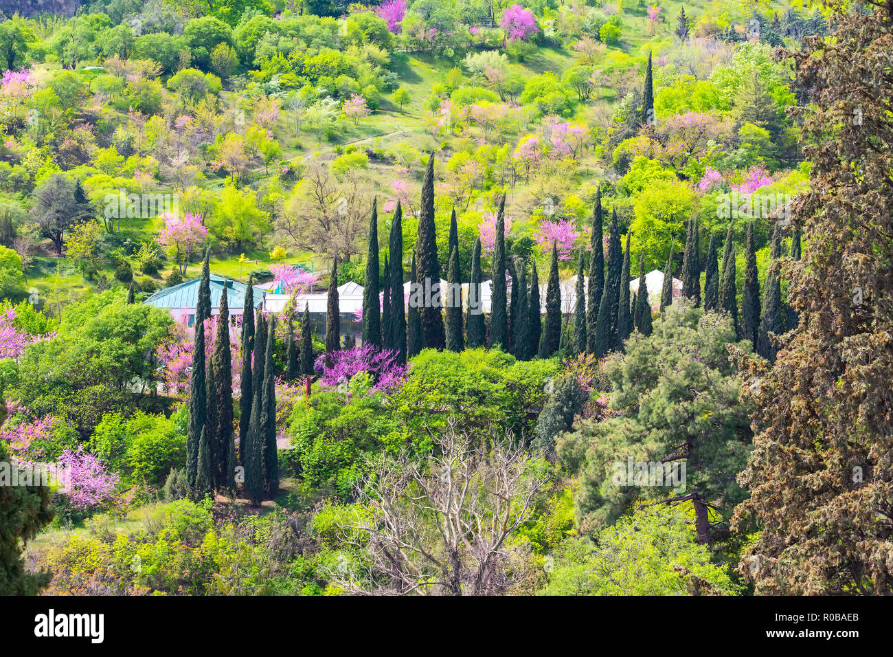 Park landscape with cypress and pink spring tree blossom in the garden ...