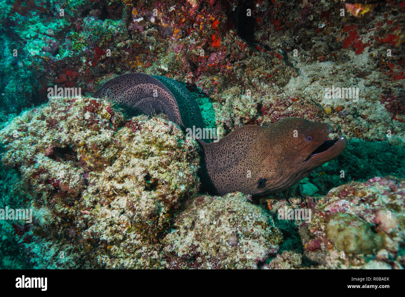 Moray Eel at the Maldives Stock Photo - Alamy