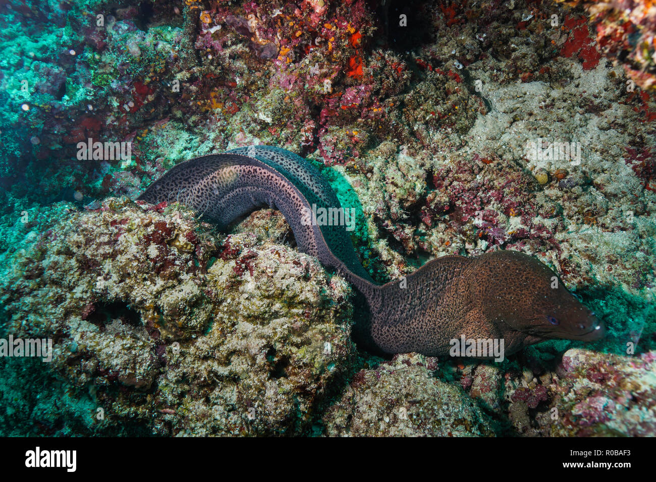 Moray Eel at the Maldives Stock Photo - Alamy