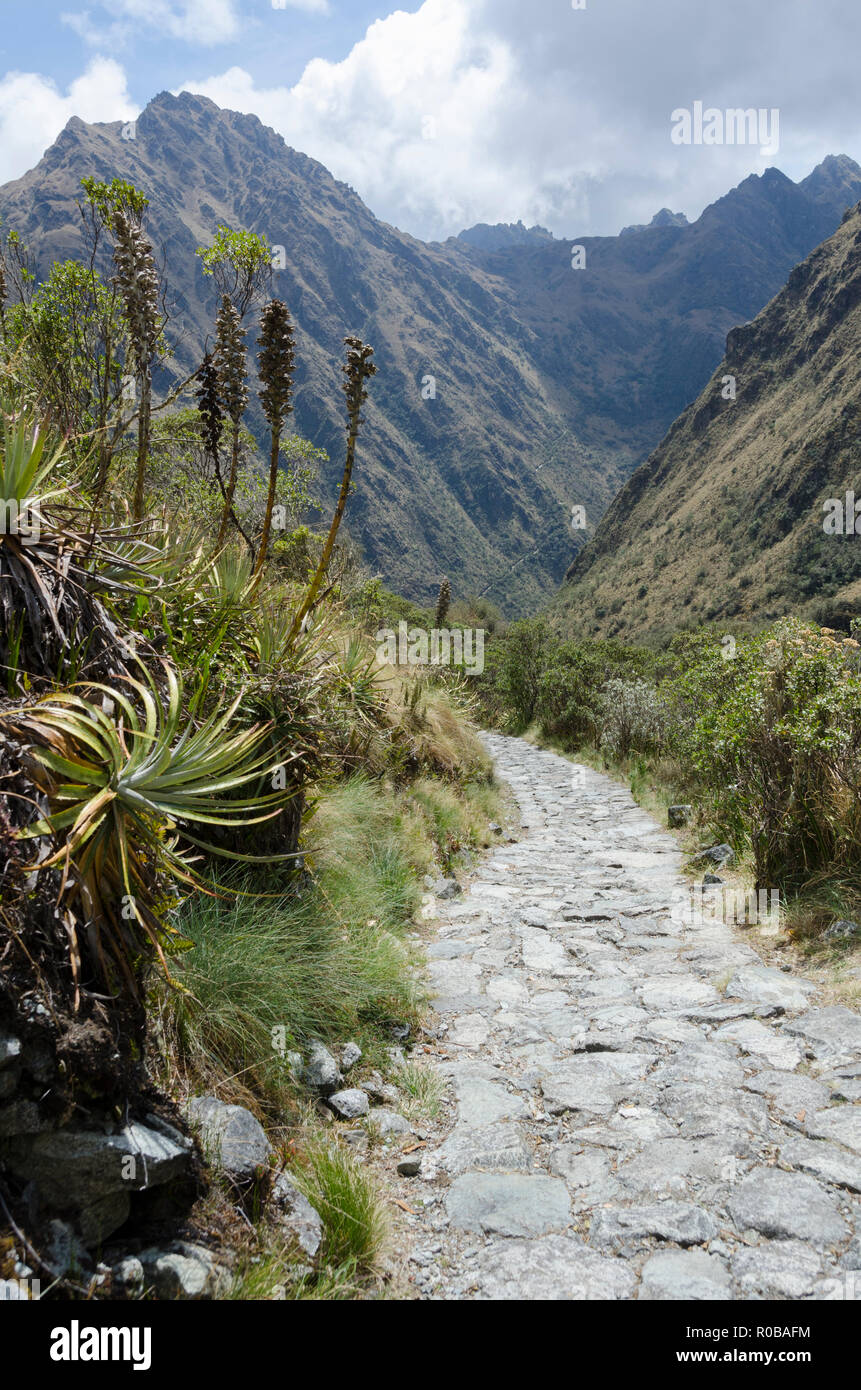 Inca tree hi-res stock photography and images - Alamy