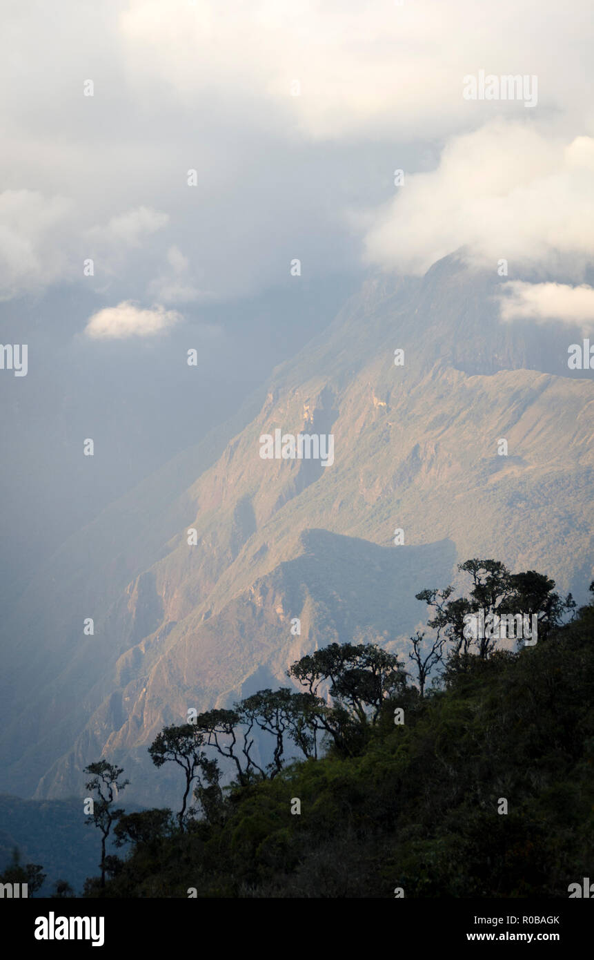 Inca tree hi-res stock photography and images - Alamy