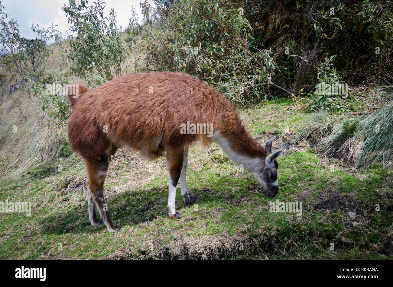 Lama grazing on the Inca Trail, Peru Stock Photo - Alamy