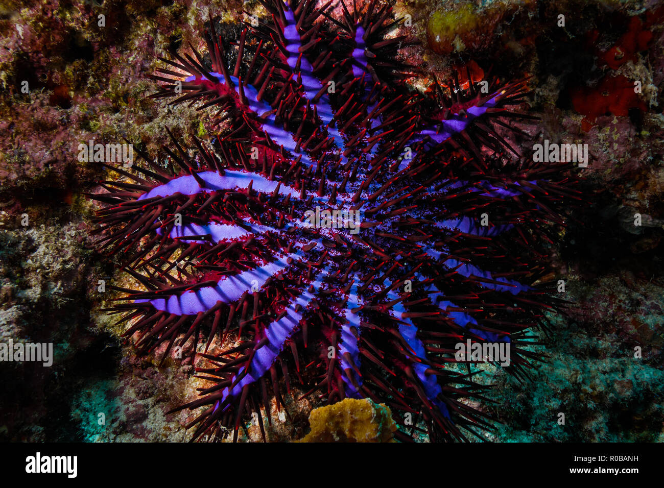 Starfish at the Maldives Stock Photo - Alamy